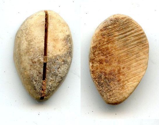 Ancient bone cowrie-coin (no teeth/holes), W.Zhou, 1046-771 BC, China ...