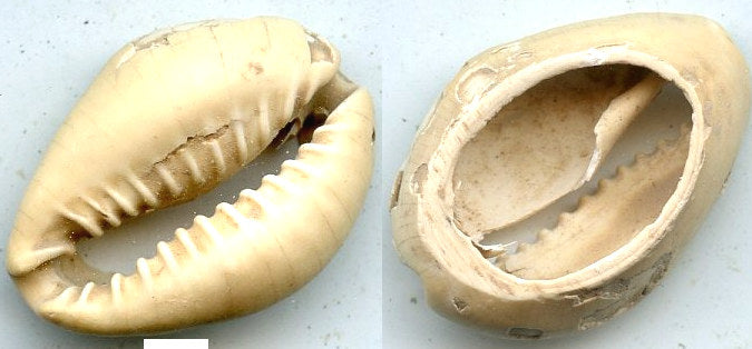 Cowrie-shell coin, earliest coins of China, Shang dynasty, c.1766-1154 ...