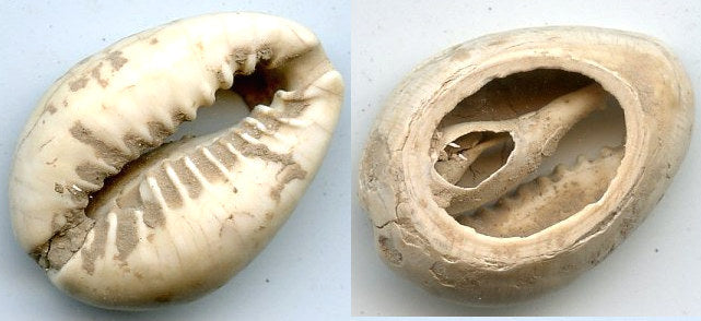 Cowrie-shell coin, earliest coins of China, Shang dynasty, c.1766-1154 ...