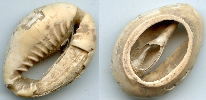 Cowrie-shell coin, earliest coins of China, Shang dynasty, c.1766-1154 ...