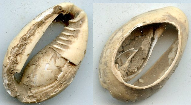 Cowrie-shell coin, earliest coins of China, Shang dynasty, c.1766-1154 ...