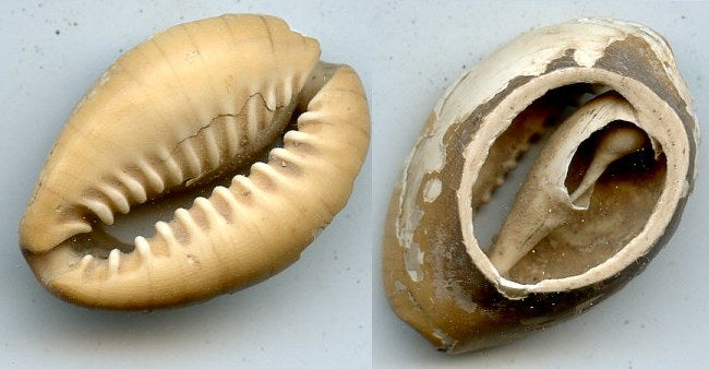 Cowrie-shell coin, earliest coins of China, Shang dynasty, c.1766-1154 ...