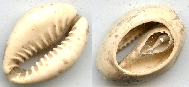 Cowrie-shell coin, earliest coins of China, Shang dynasty, c.1766-1154 ...
