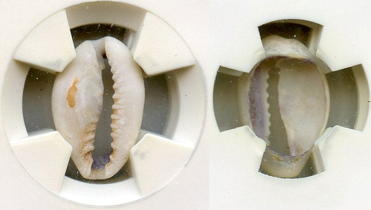 Certified and graded - cowrie-shell coin, Shang dynasty, c.1766-1154 B ...