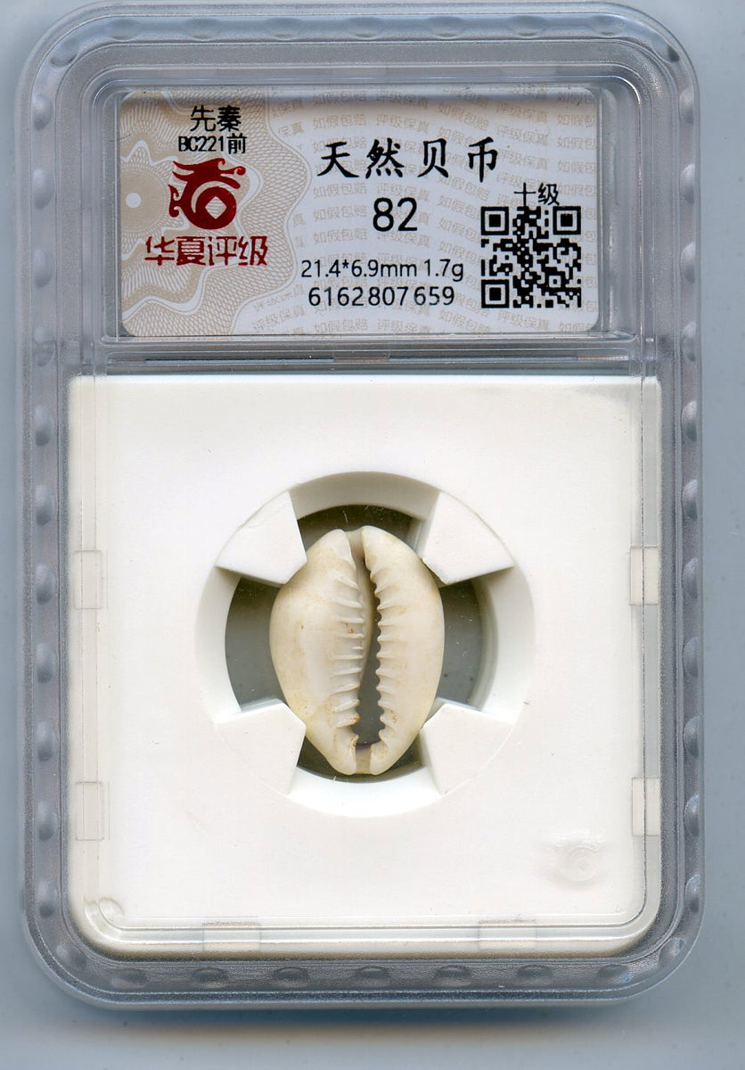Certified and graded - cowrie-shell coin, Shang dynasty, c.1766-1154 B ...