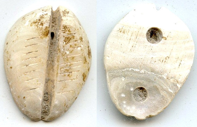 Rare mother of pearl cowrie-coin, W.Zhou dynasty (1046-771 BC), China ...