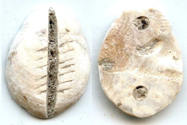 Rare mother of pearl cowrie-coin, W.Zhou dynasty (1046-771 BC), China ...