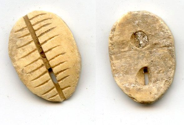 Ancient bone cowrie-coin (teeth and two holes), W.Zhou, 1046-771 BC, C ...