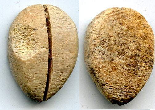Ancient bone cowrie-coin (no teeth/holes), W.Zhou, 1046-771 BC, China ...