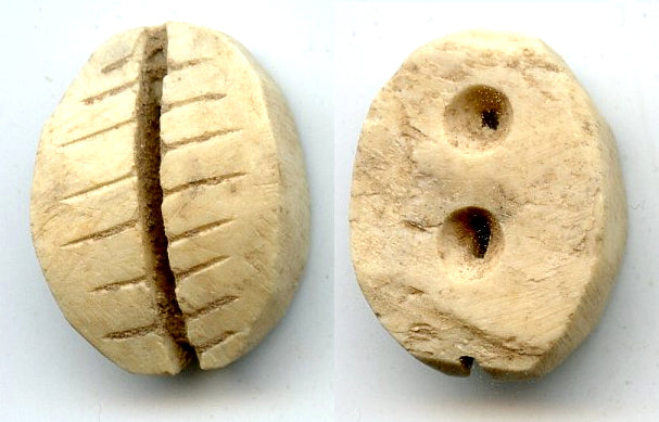 Authentic bone cowrie proto-coin w/two holes, W. Zhou (1046-771 BC), C ...